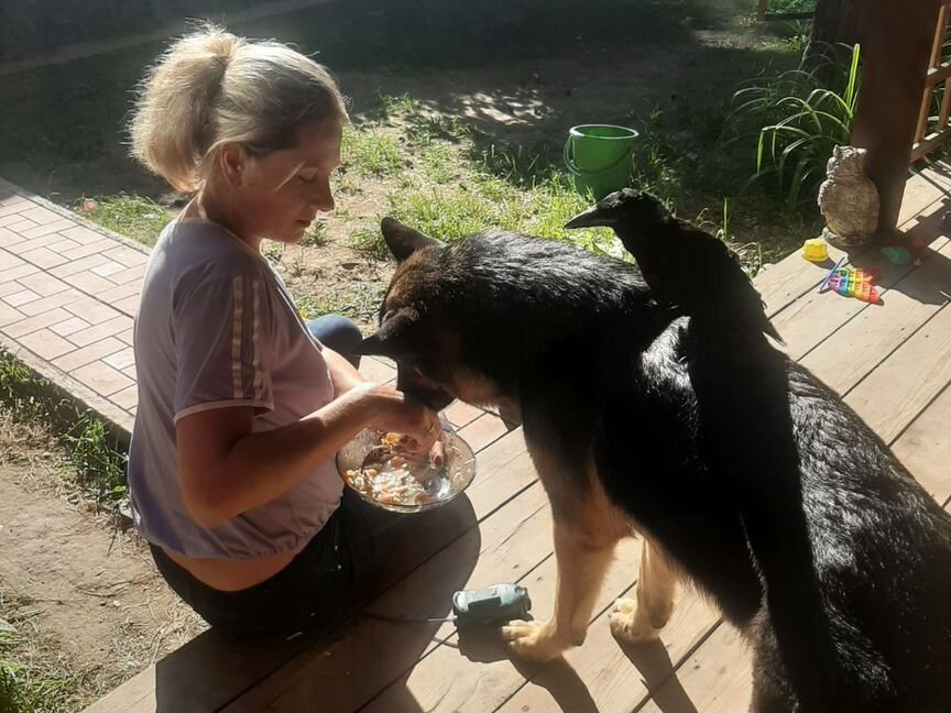 Ворон птенец