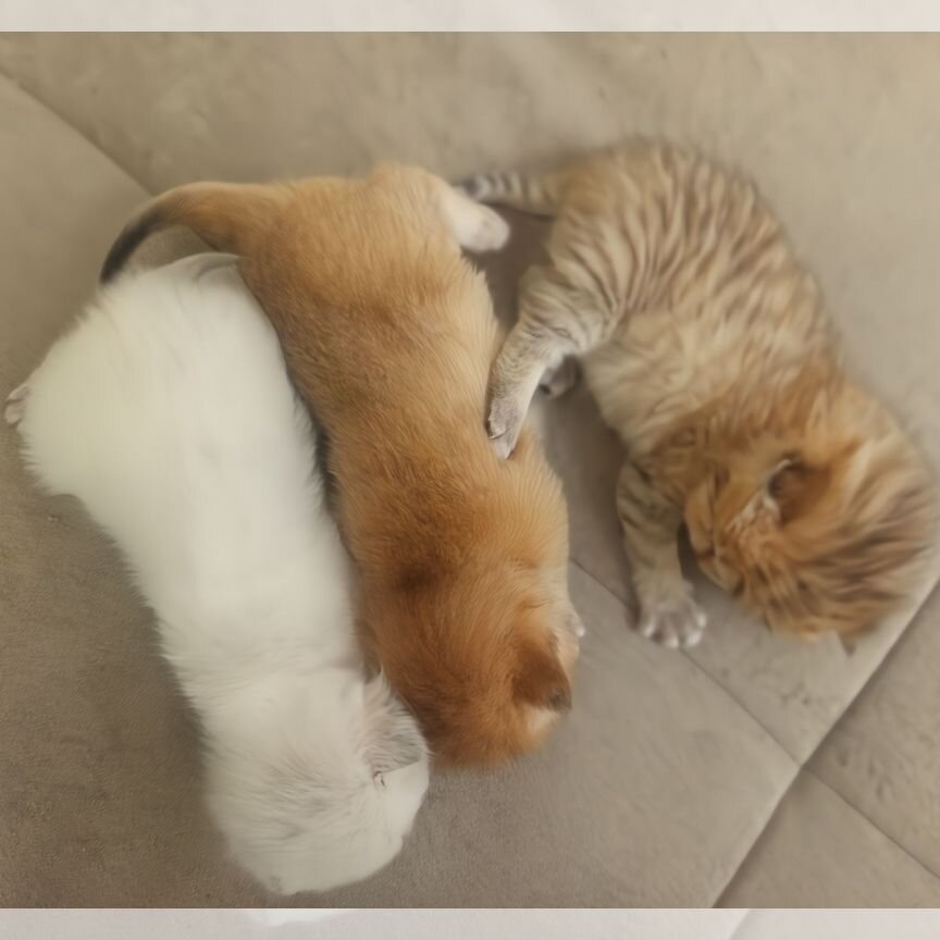 Британский короткошёрстный котёнок