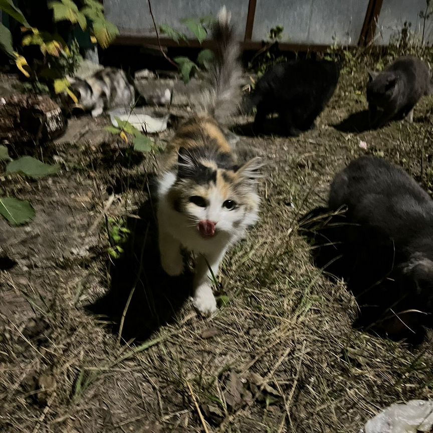 Найдена кошка