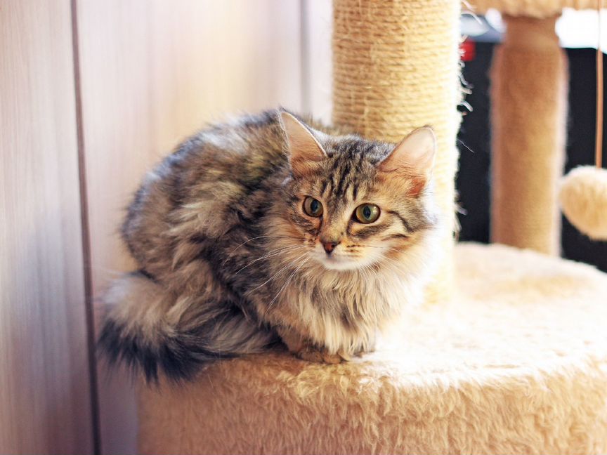 Кошка Фанни ищет дом