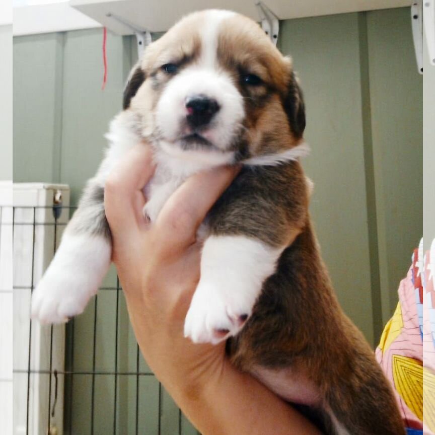 Вельш Корги Кардиган, щенок