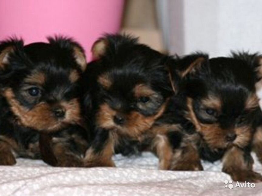 Мини йоркширскоготерьера милые ласковые щенки