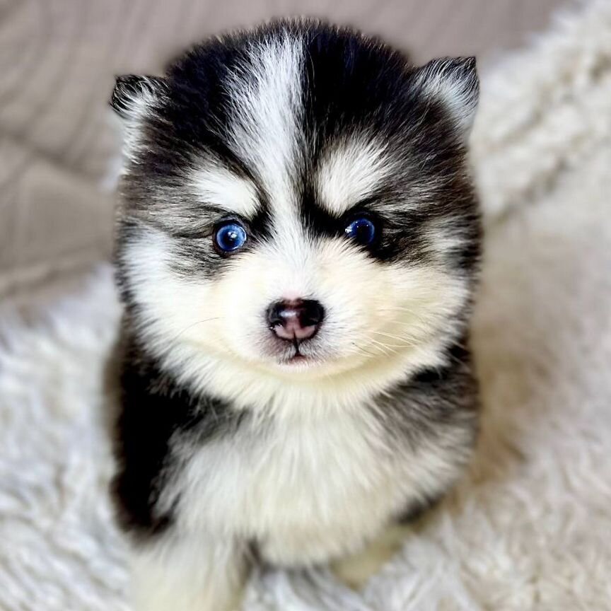 Померанский шпиц, щенок