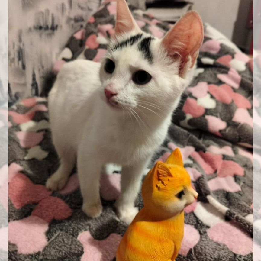 Котёнок в добрые руки