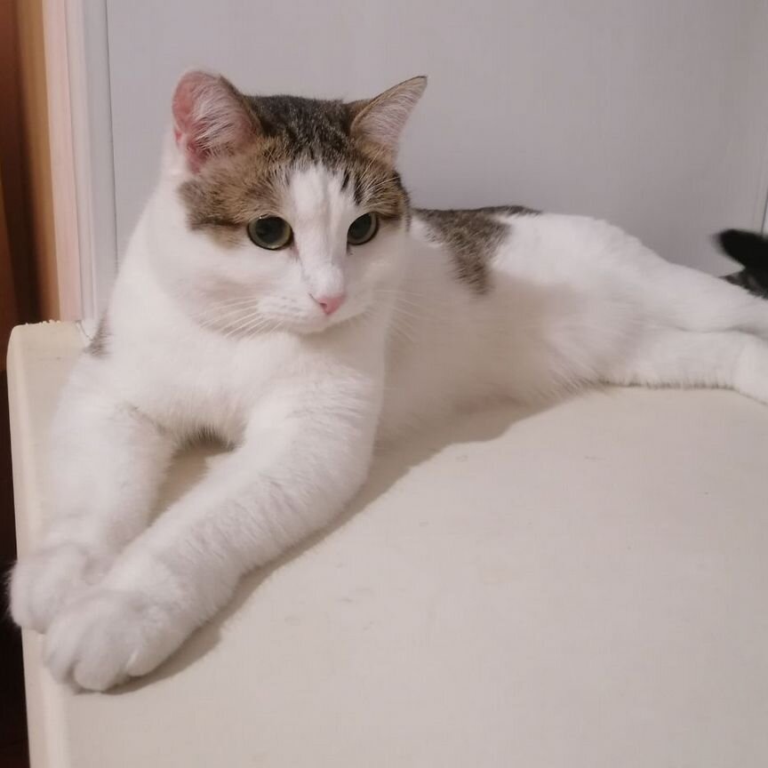 Сибирская, взрослая кошка