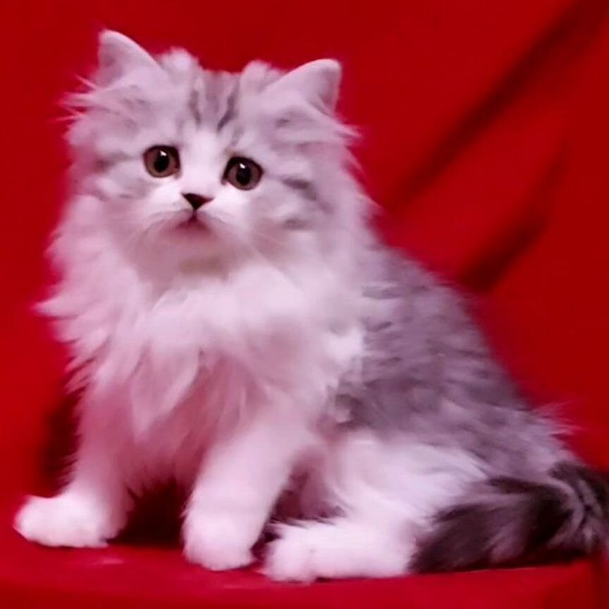 Шотландская принцесса