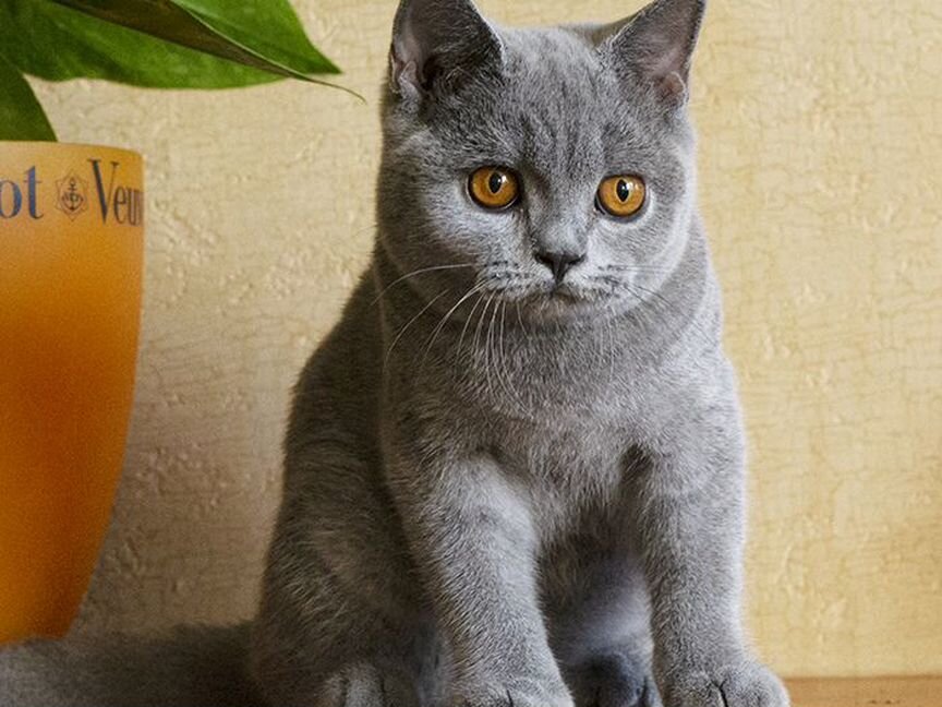 Британские котята