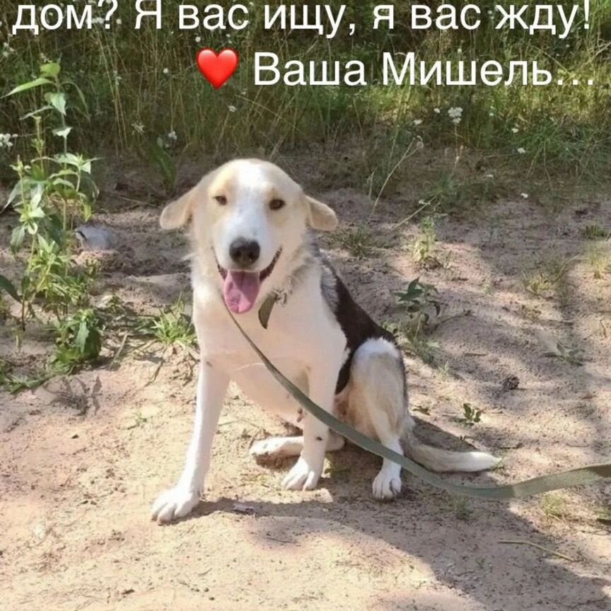 Собака в добрые руки