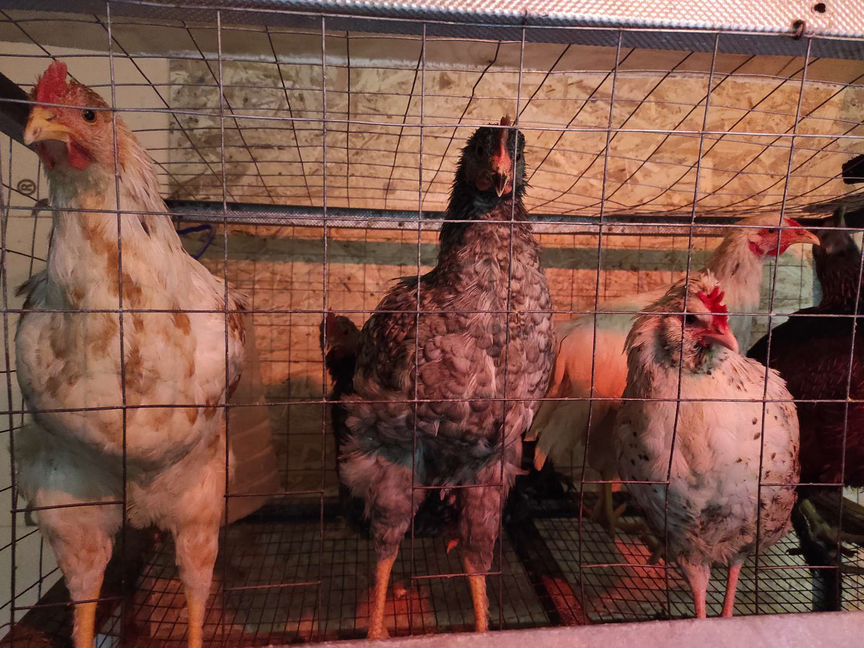 Молодые петухи