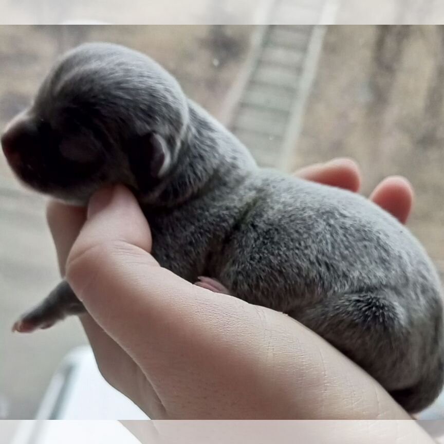 Чихуахуа, щенок