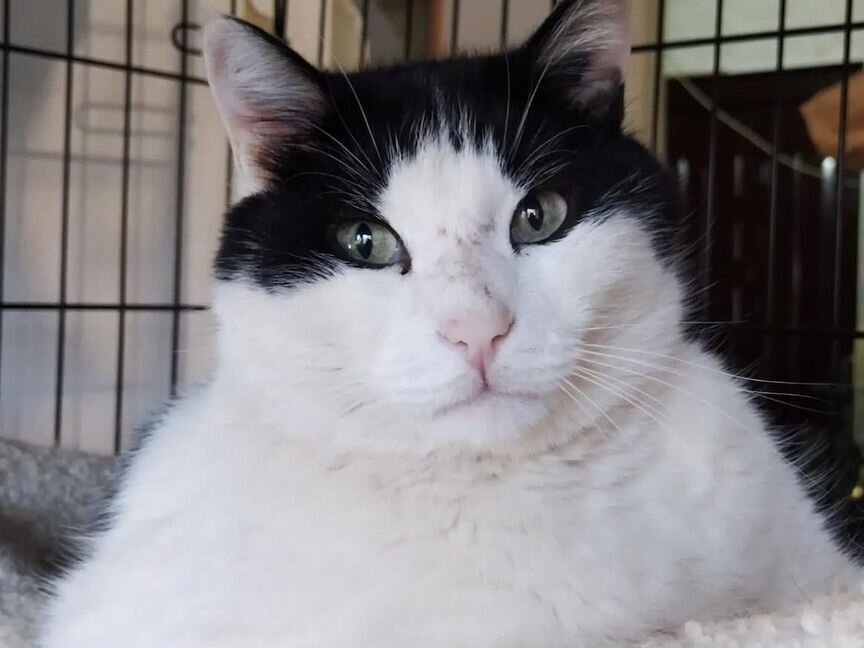 А разве он ещё живой Тор