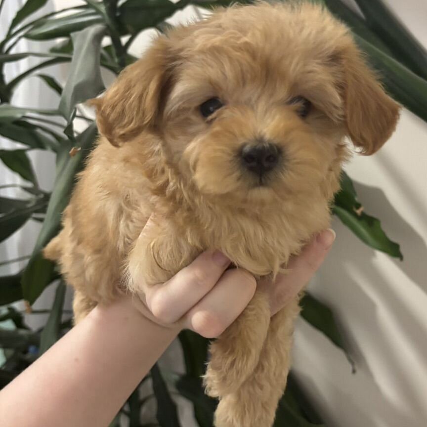 Мальтипу, щенок