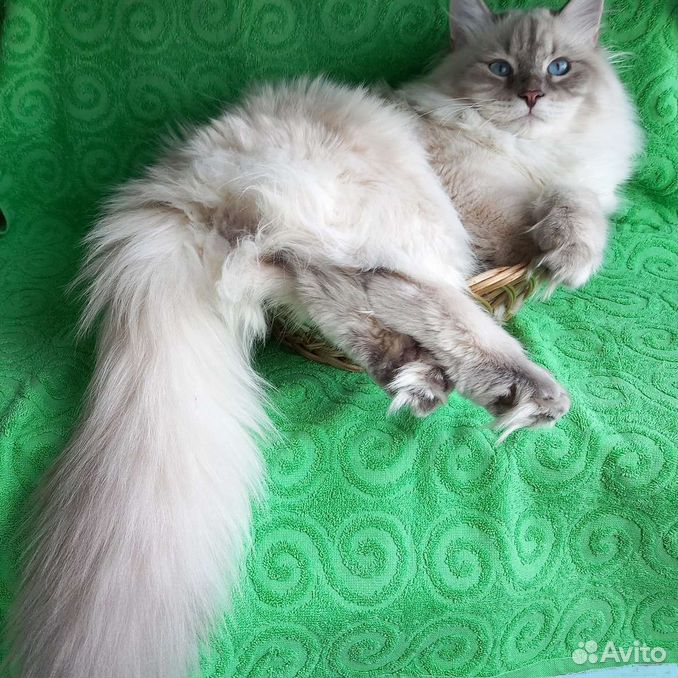 Синеглазый малыш