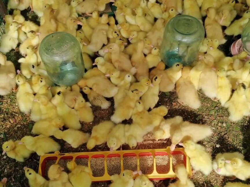 Утята мулард, Ст-5