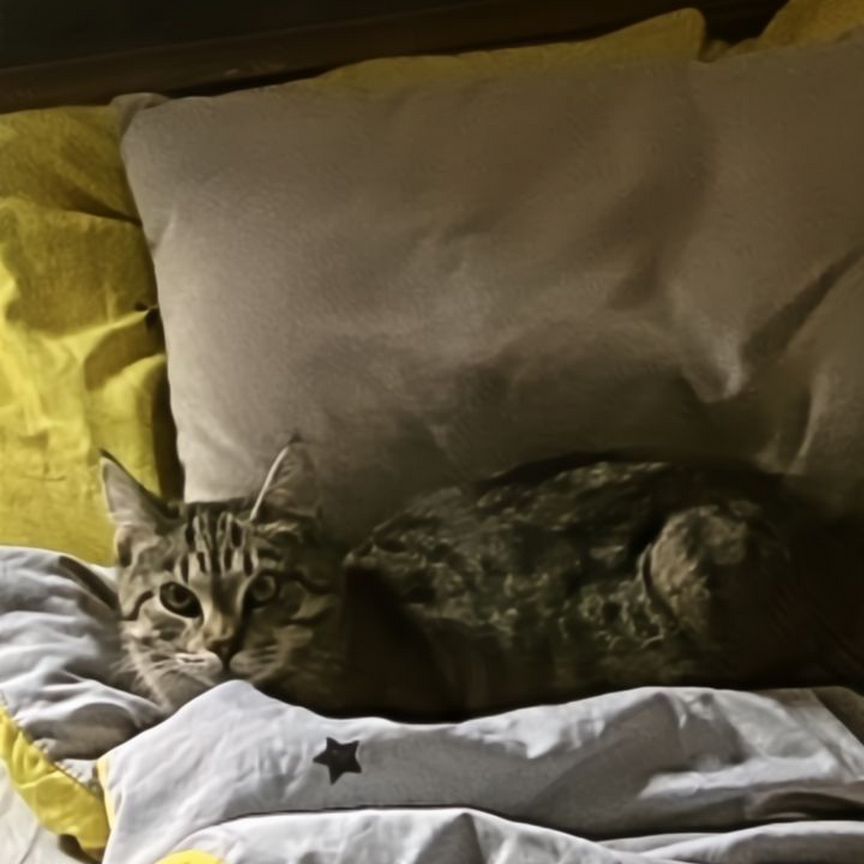 Мейн-кун котёнок