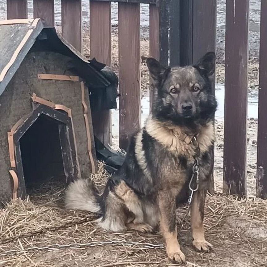 Взрослый пёс в добрые руки