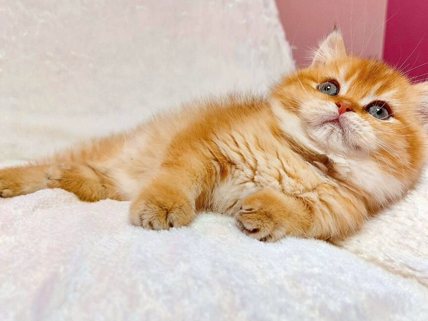 Британский котик