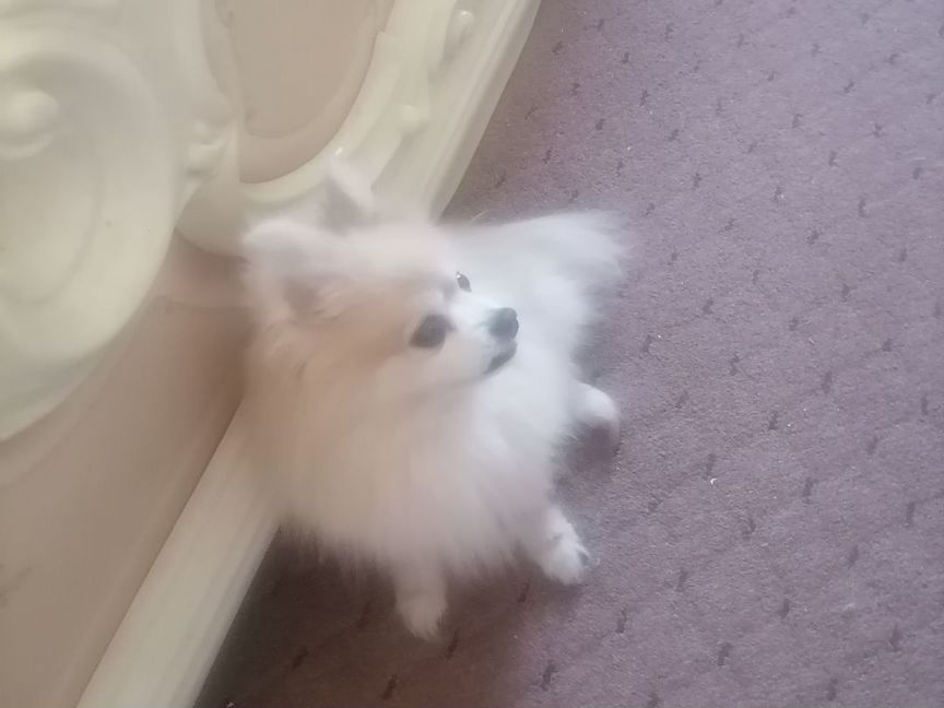 Померанский шпиц на доживание