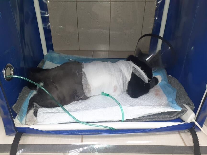 Кот умирает помогите