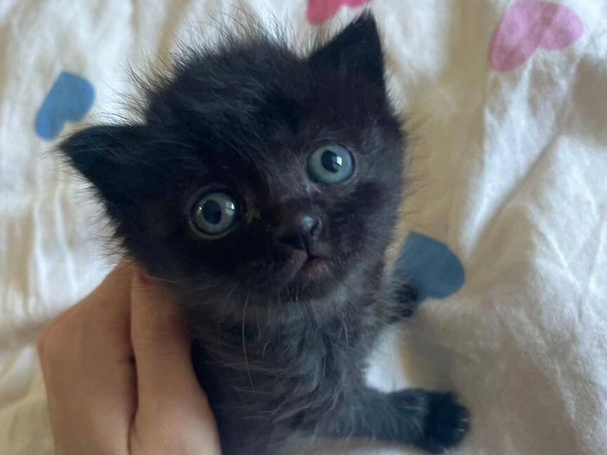 Котенок элис