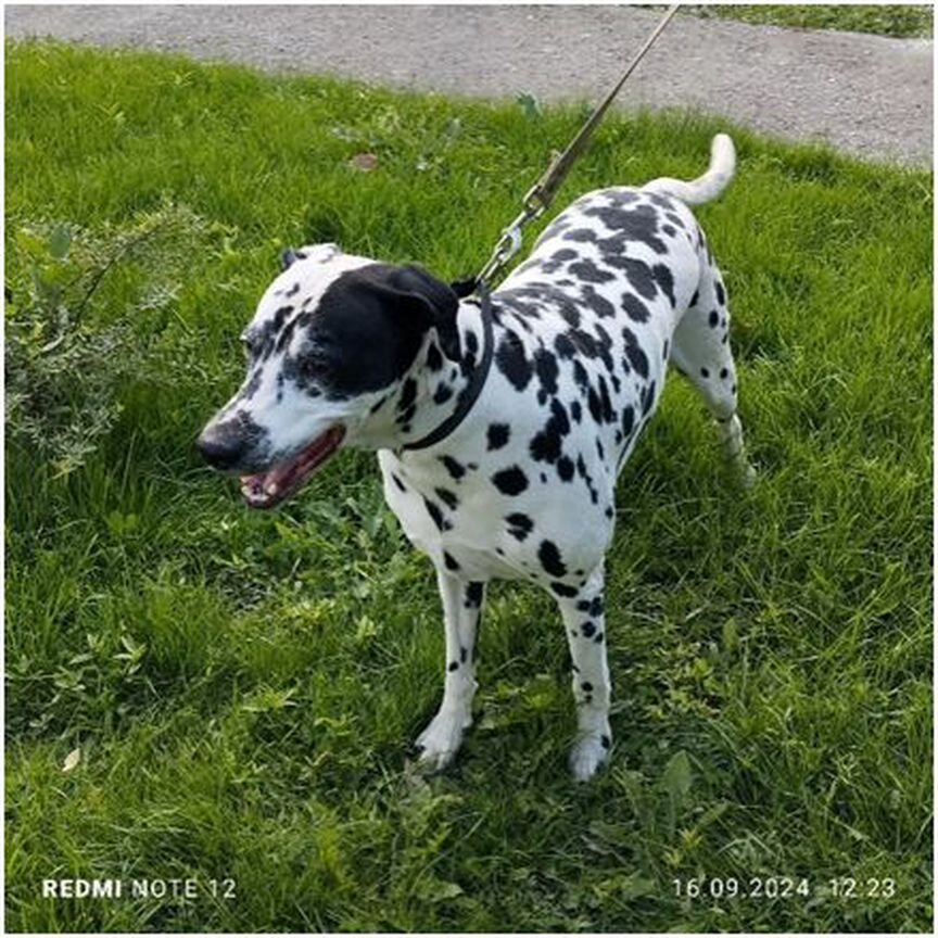 Собаки желают обрести семью)