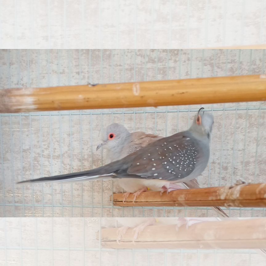 Бриллиантовые Горлицы