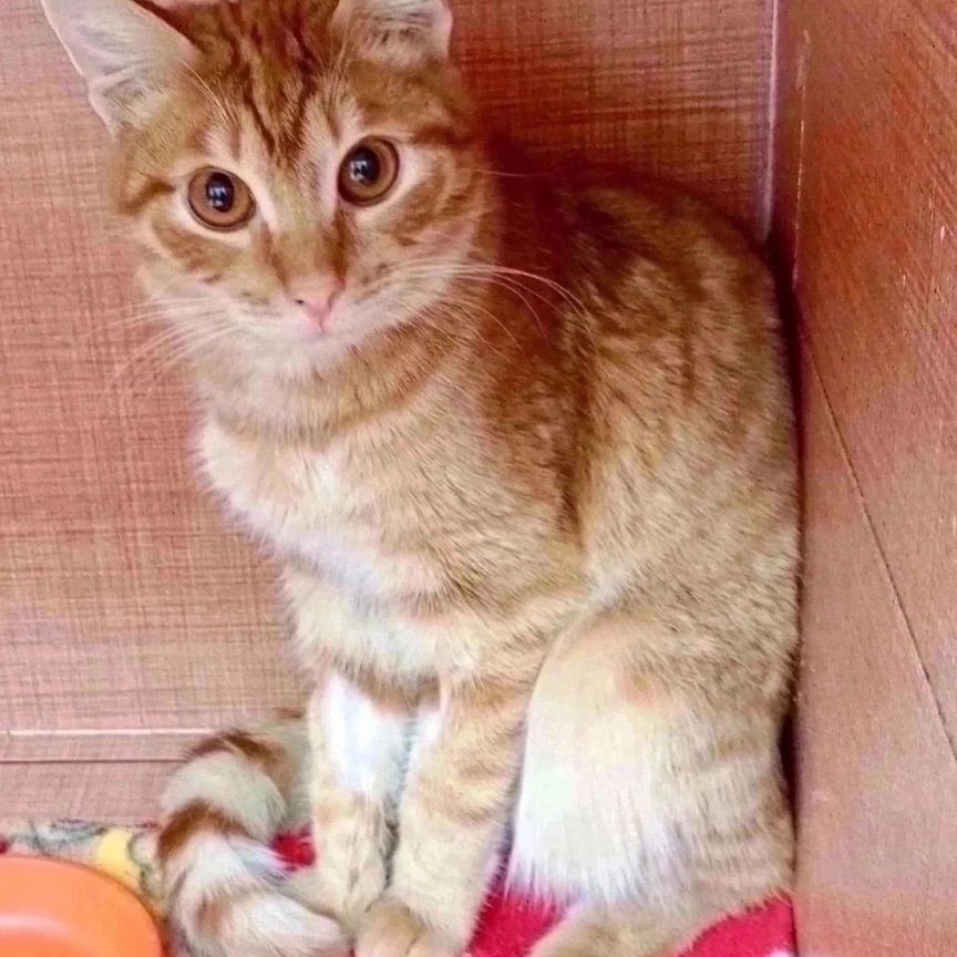 Молодой котик Лис