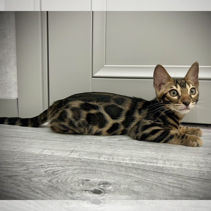 Бенгальские котята