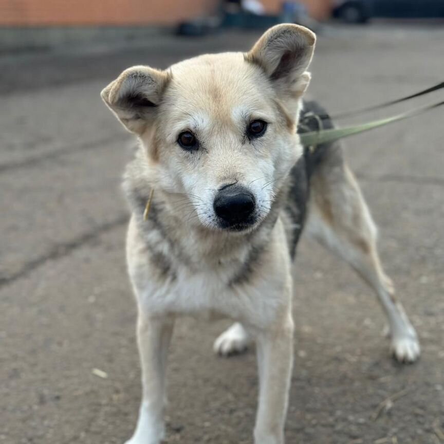 Симпатичный Тимур ждёт хозяина в приюте