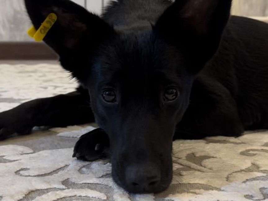 Отдам небольшую собачку