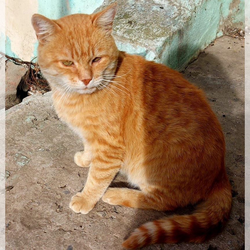 Кот Рыжик в добрые руки