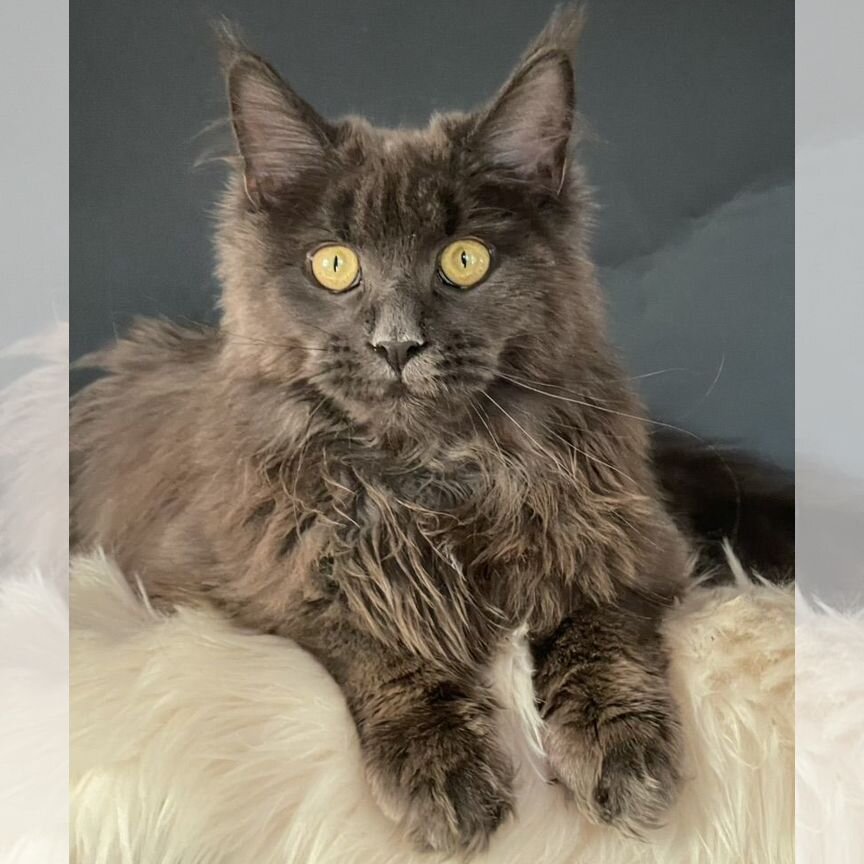 Мейн-кун котёнок