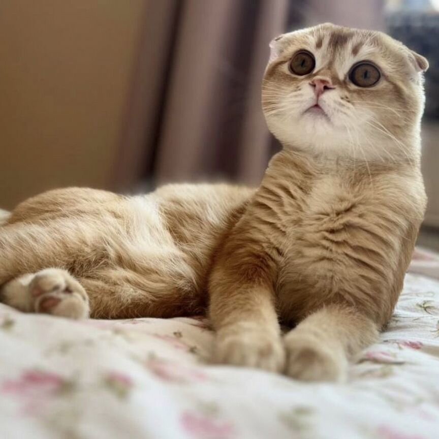 Шотландский вислоухий длинношёрстный котёнок