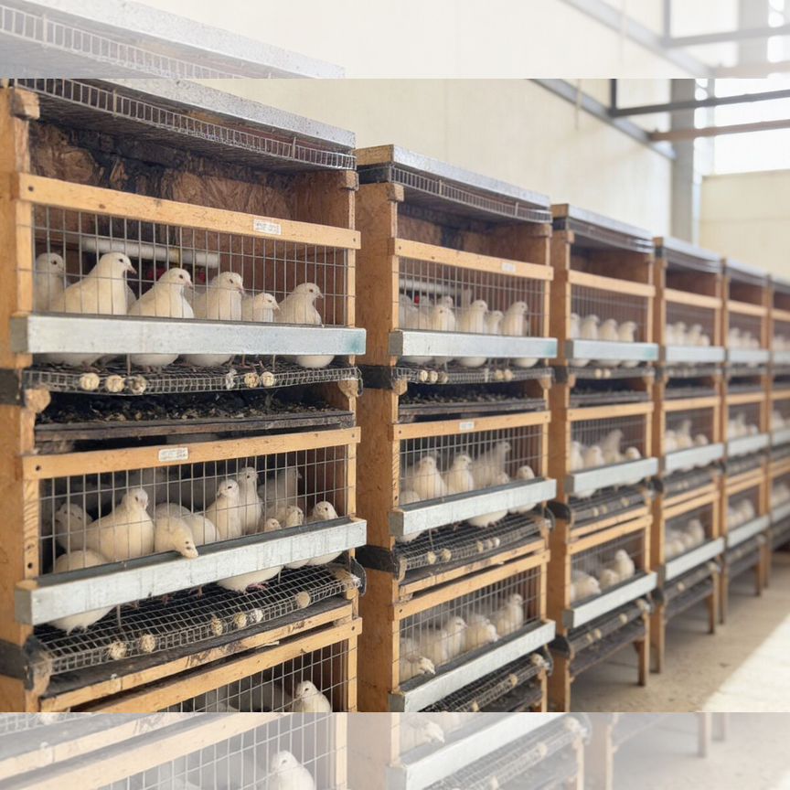 Перепелки несушки