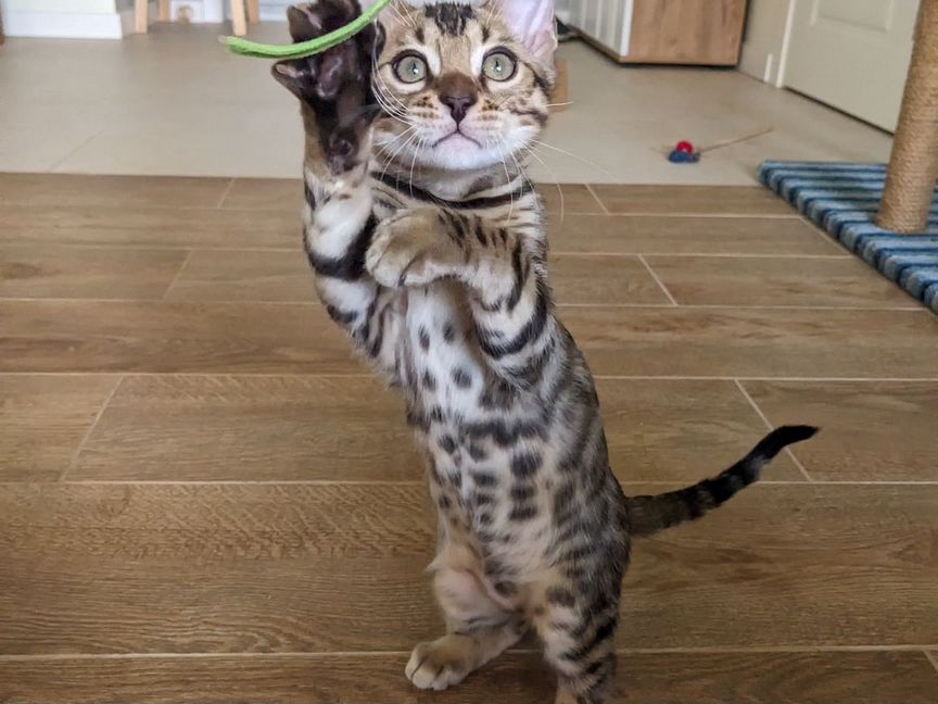 Бенгальские котята