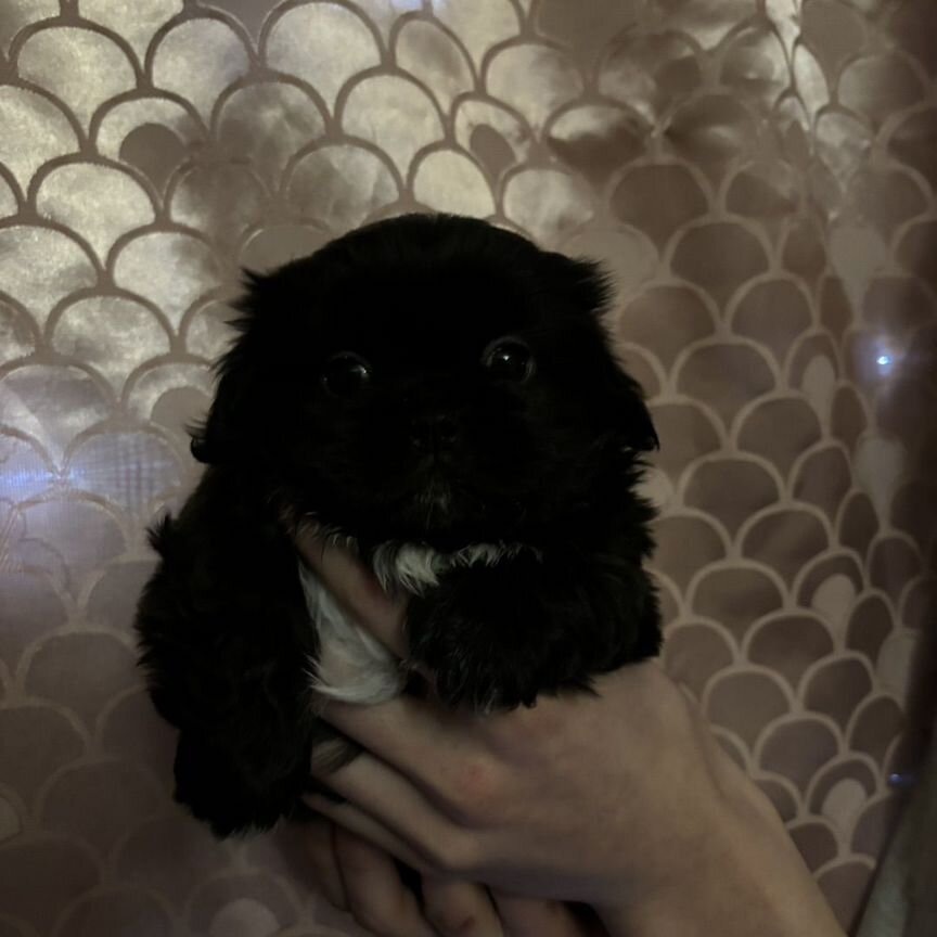 Щенки пекинеса