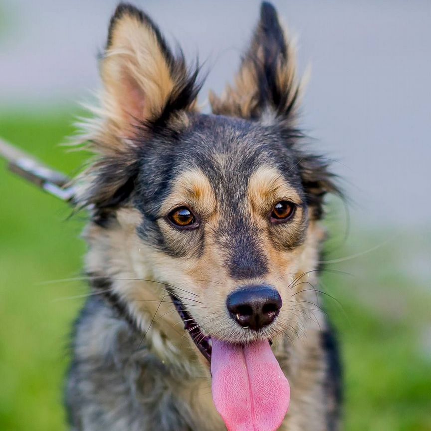 Собака в добрые руки