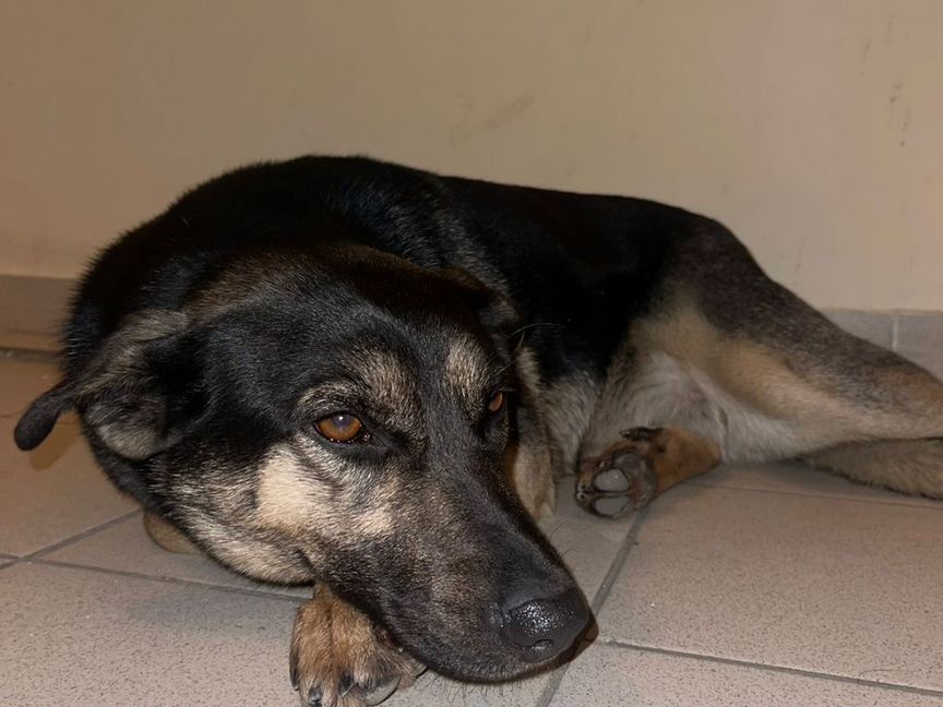 Собака Бэтти