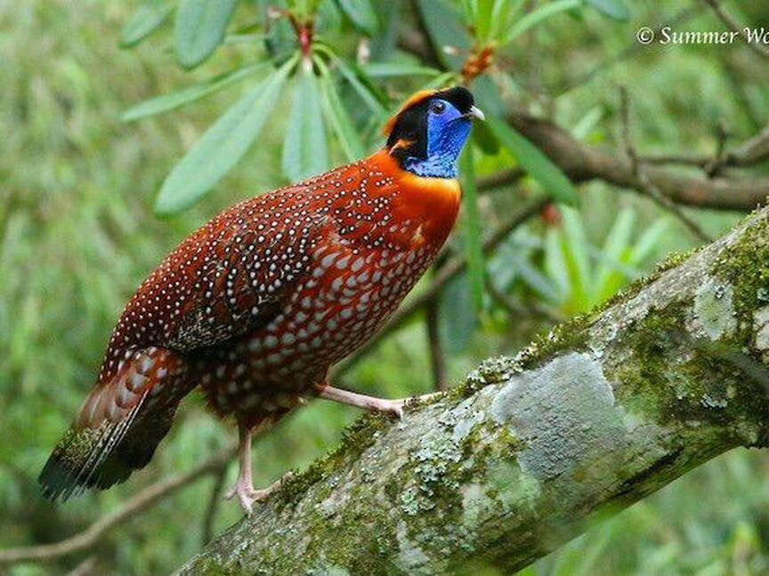 Фазан Трагопан Темминка