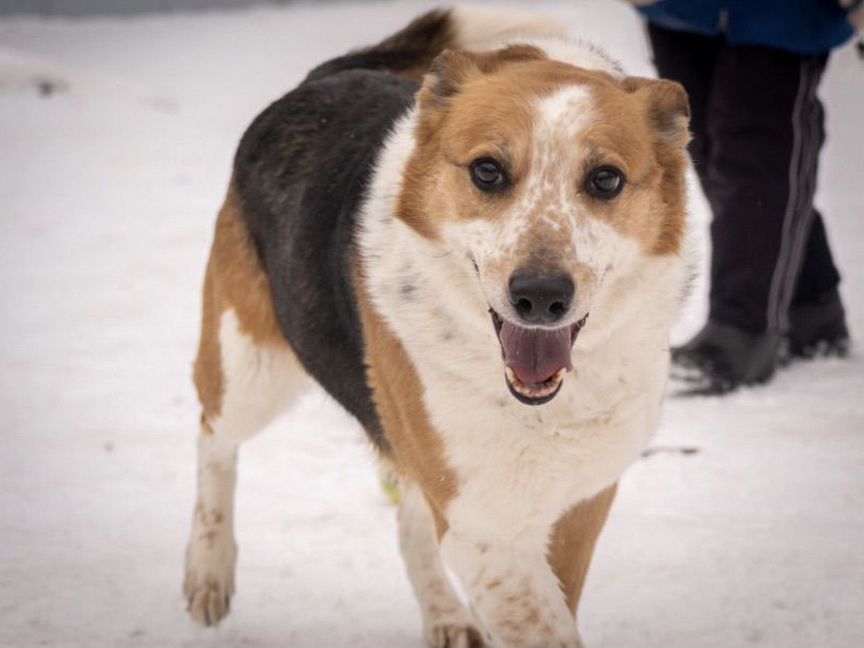 Приезжайте погулять с веселой собакой Элис