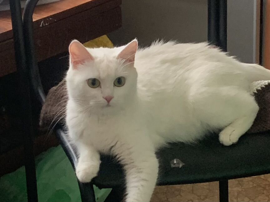 Белая кошечка в добрые руки