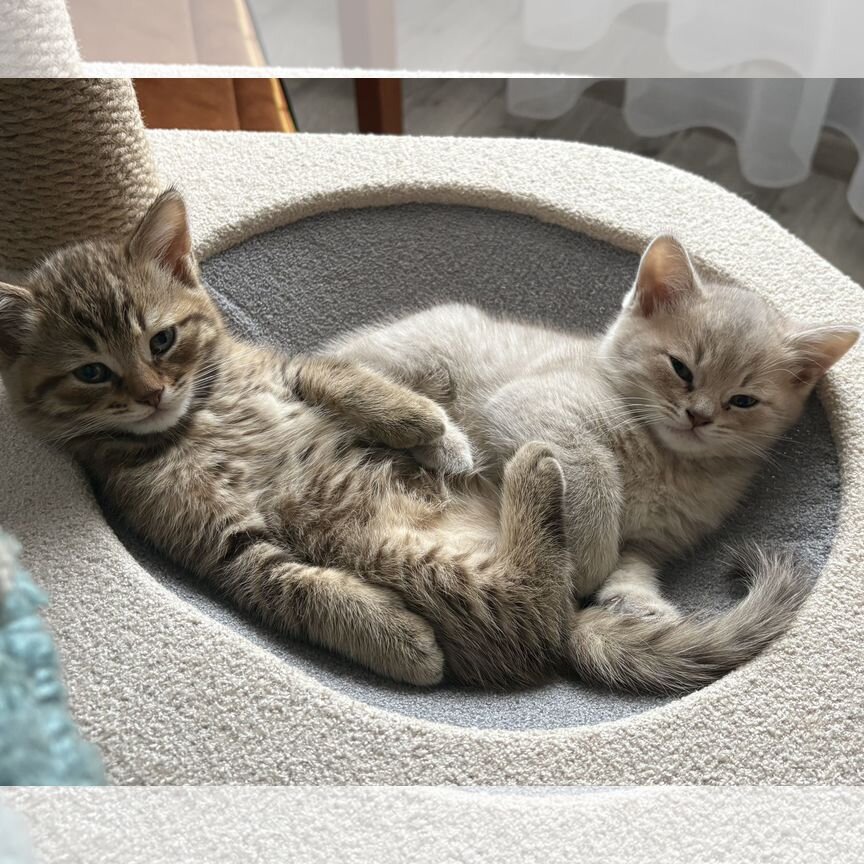 Британский длинношёрстный котёнок