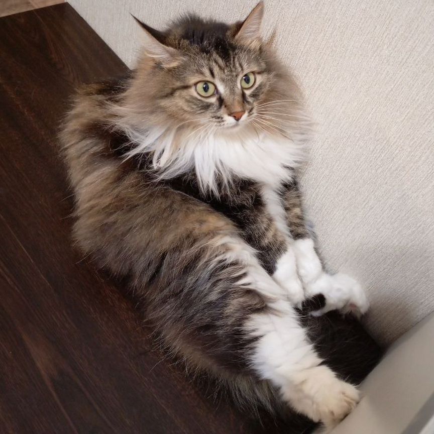 Сибирская, взрослая кошка