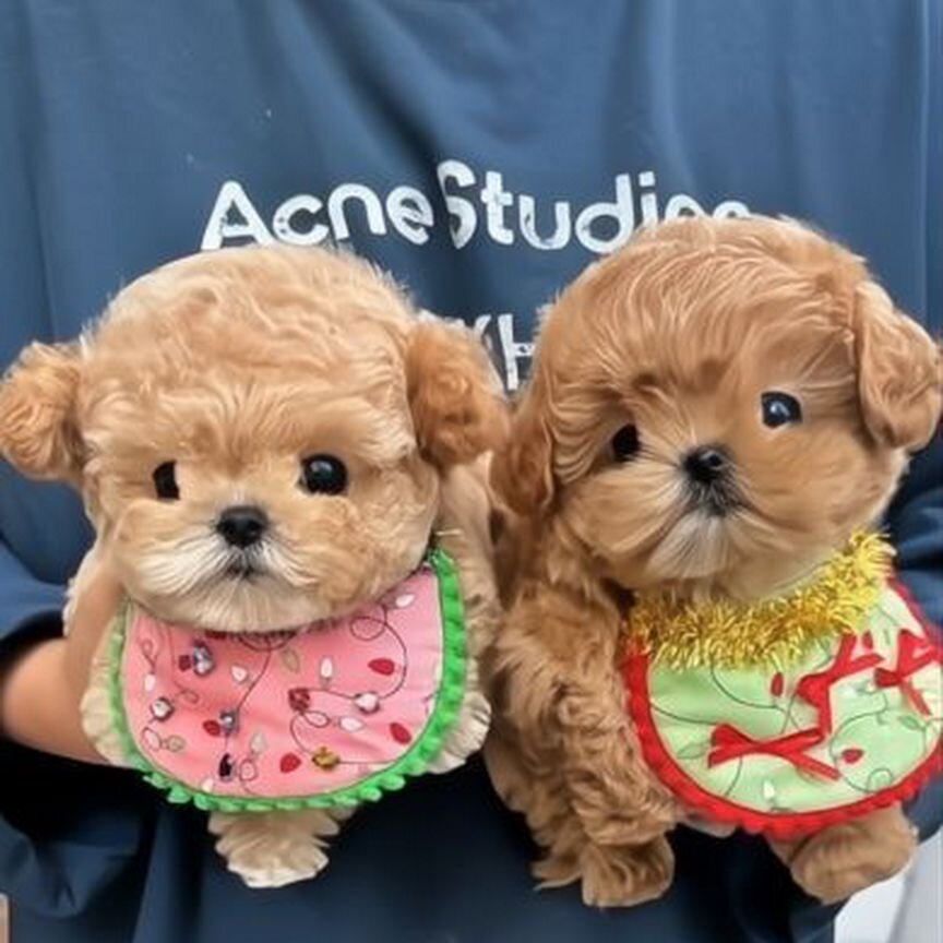 Мальтипу, щенок