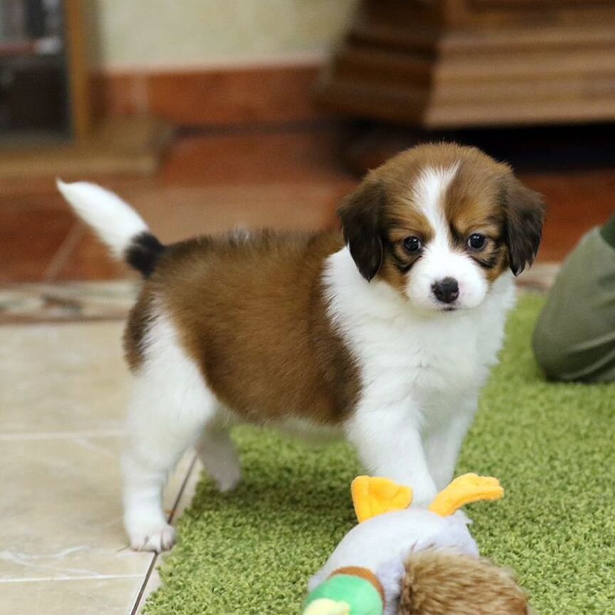 Коикерхондье, щенок