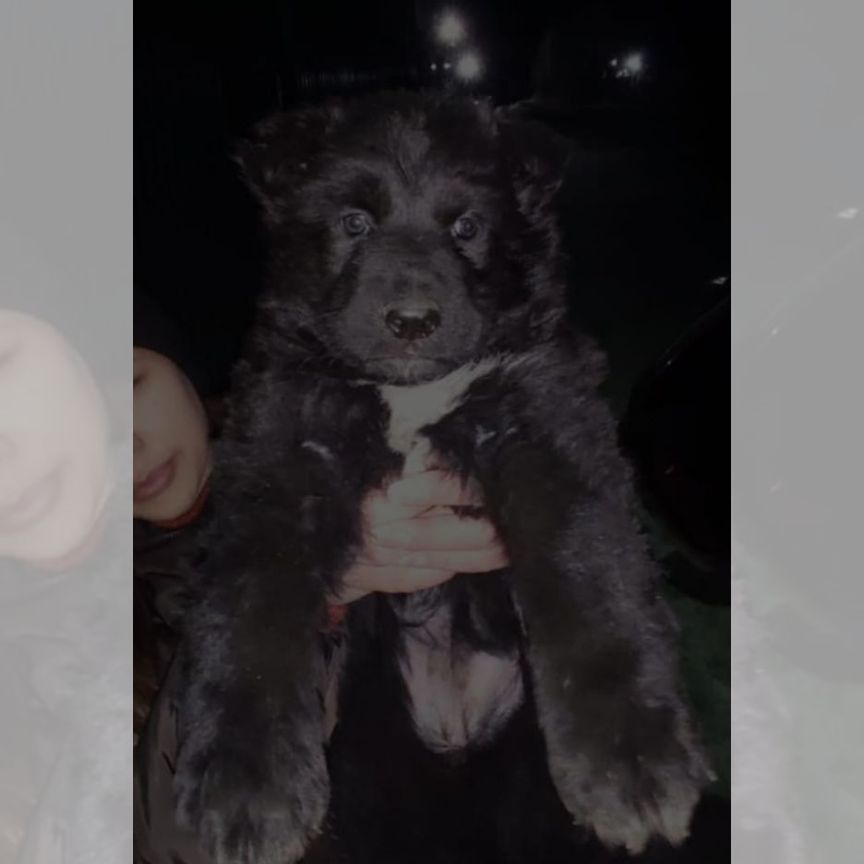 Щенок длинношёрстной немецкой овчарки