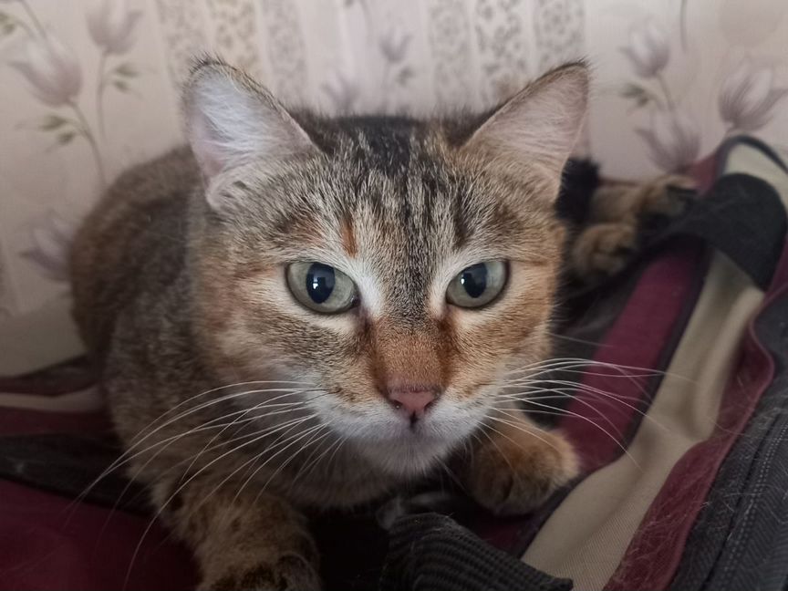 Кошка Бука