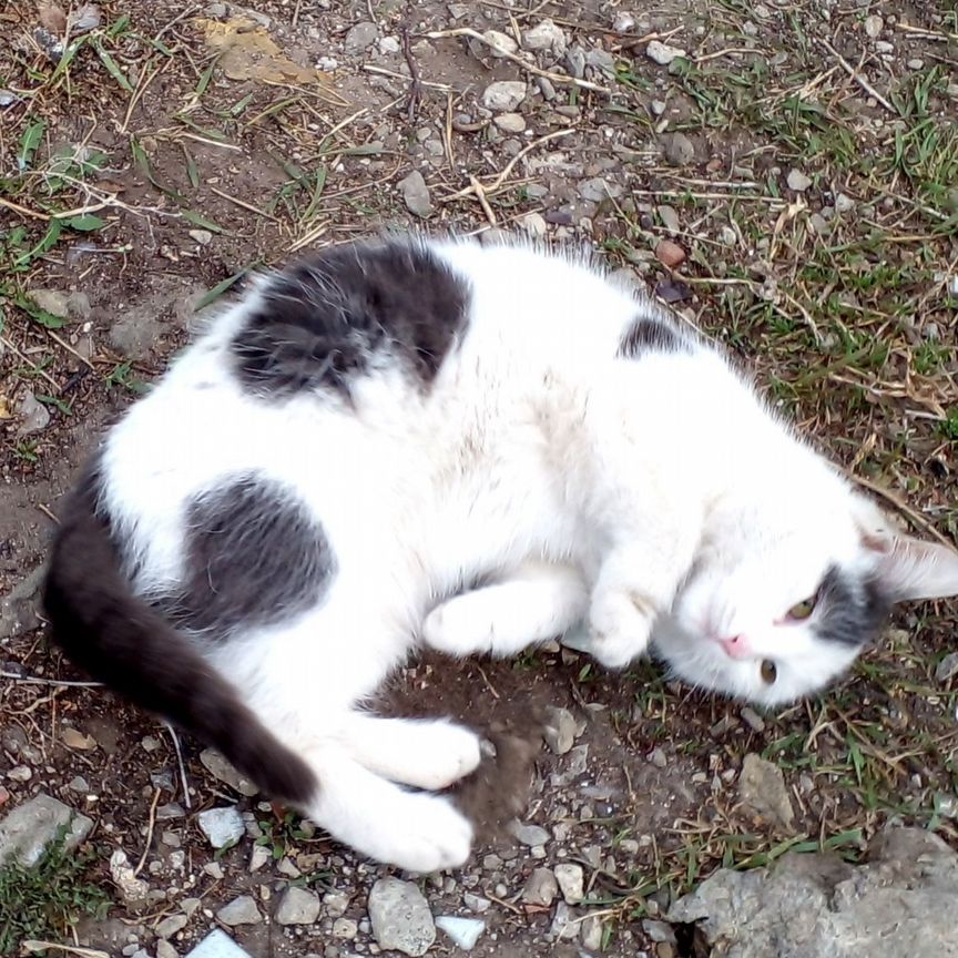 Кот Барсик