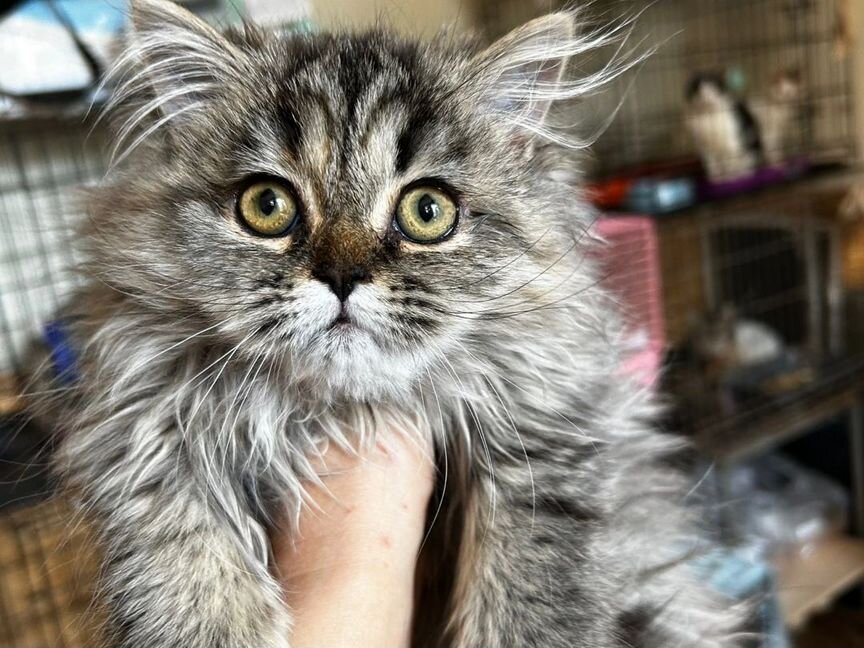 Маленькая пушистая девочка