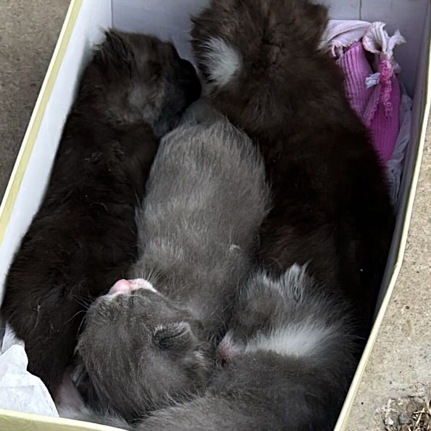 Котята в добрые руки (подкидыши)